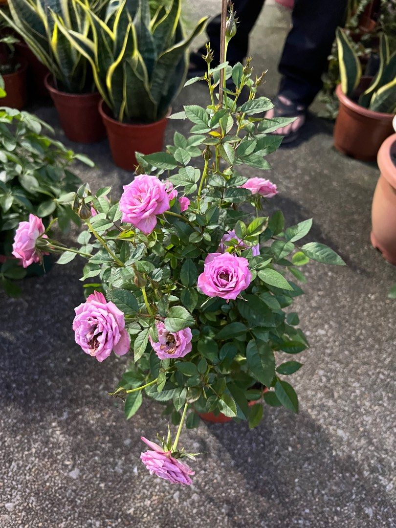 Premium pinkish purple rose plant (preorder), Furniture & Home Living ...