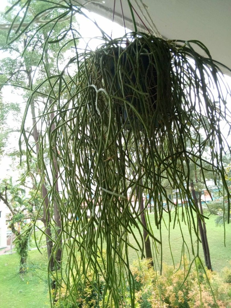Rhipsalis Baccifera Mistletoe Cactus Hanging pot length 35-45cm Bushy ...