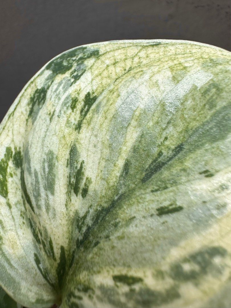 Scindapsus Exotica Hologram, Furniture & Home Living, Gardening, Plants ...