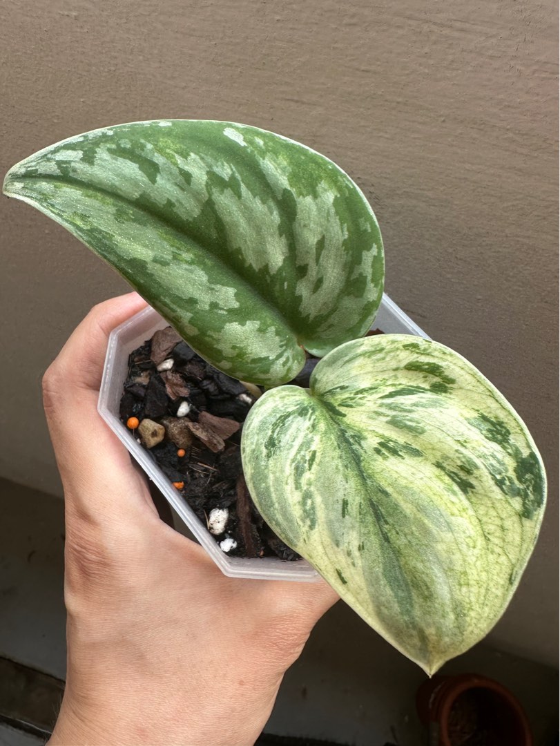 Scindapsus Exotica Hologram, Furniture & Home Living, Gardening, Plants ...