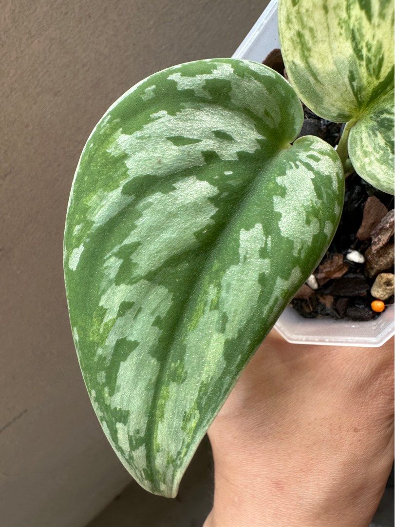 Scindapsus Exotica Hologram, Furniture & Home Living, Gardening, Plants ...