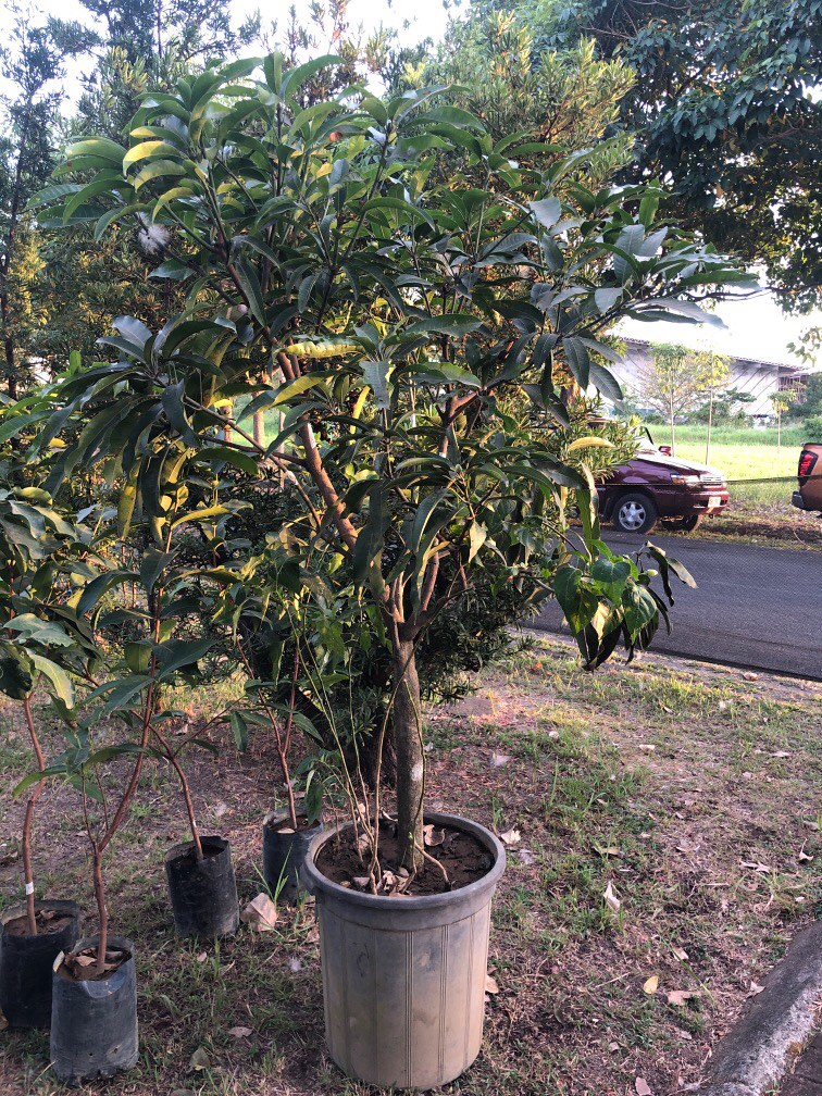 8in1 Mango, Furniture & Home Living, Gardening, Plants & Seeds on Carousell