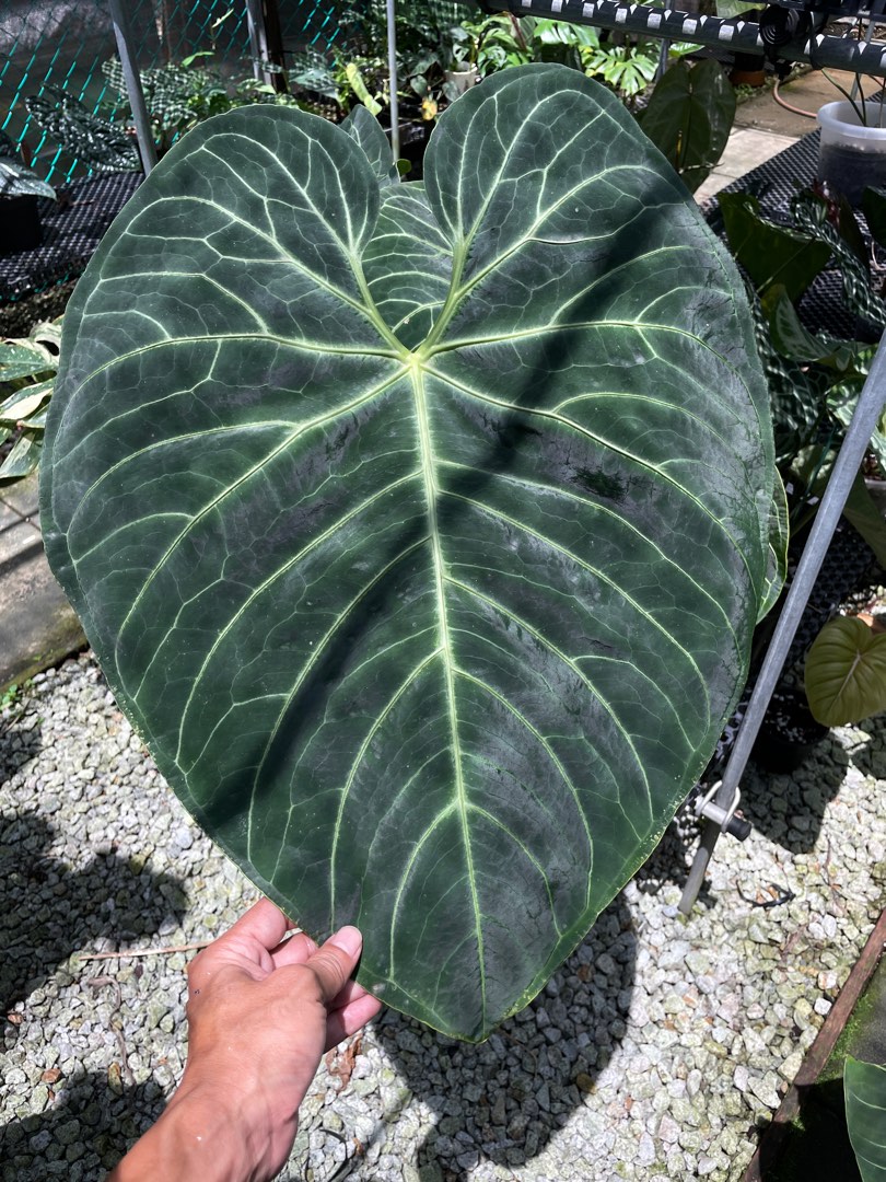 Anthurium regale, Furniture & Home Living, Gardening, Plants & Seeds on ...