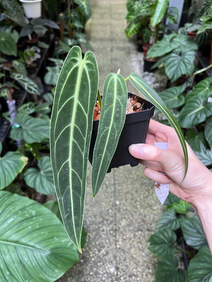 Anthurium Warocqueanum, Furniture & Home Living, Gardening, Plants ...