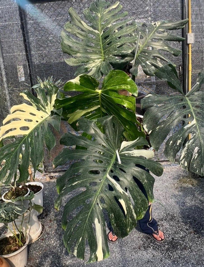 Monstera albo deliciosa variegated big form (not borsigiana) not aurea ...