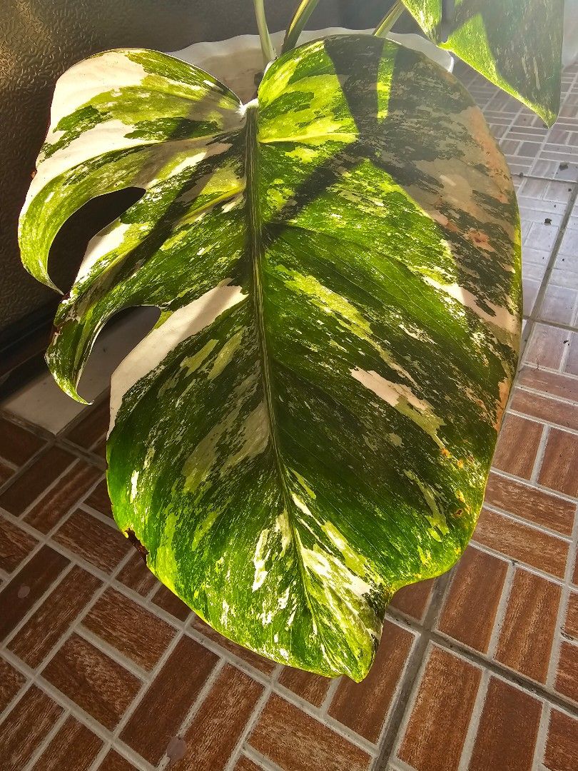 Monstera Borsigiana Albo / Borsi Albo, Furniture & Home Living ...