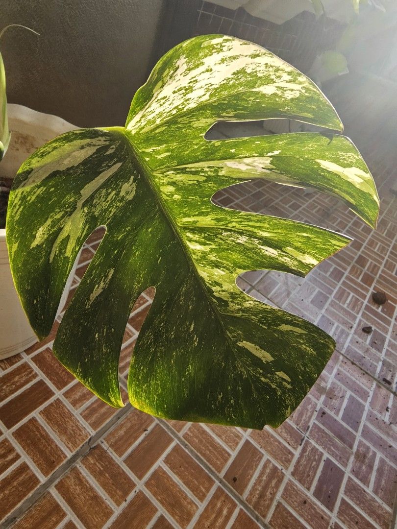 Monstera Borsigiana Albo / Borsi Albo, Furniture & Home Living ...