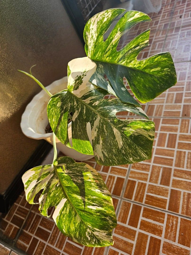 Monstera Borsigiana Albo / Borsi Albo, Furniture & Home Living ...