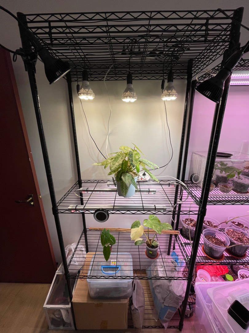 Planting rack set, Furniture & Home Living, Gardening, Plants & Seeds ...