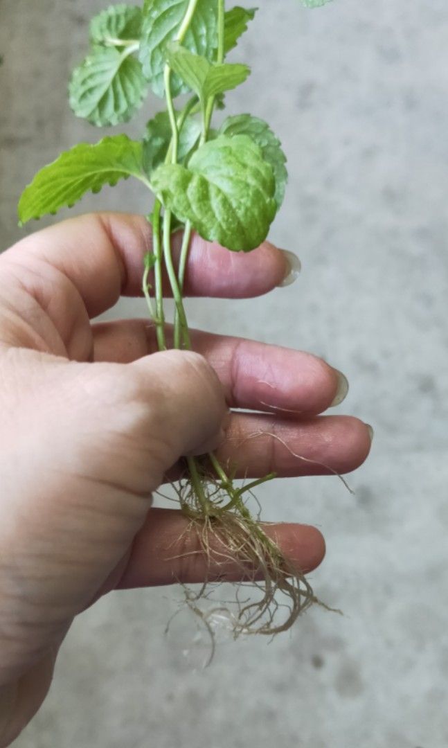 Rare Curly Mint cuttings plant, Furniture & Home Living, Gardening ...