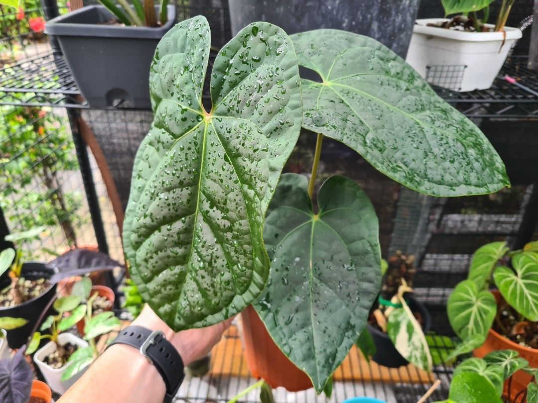 Anthurium Forgetii x Luxurians (Ecuador), Furniture & Home Living ...