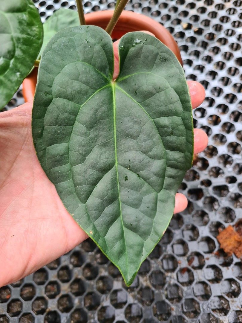 Anthurium Forgetii x Luxurians (Ecuador), Furniture & Home Living ...