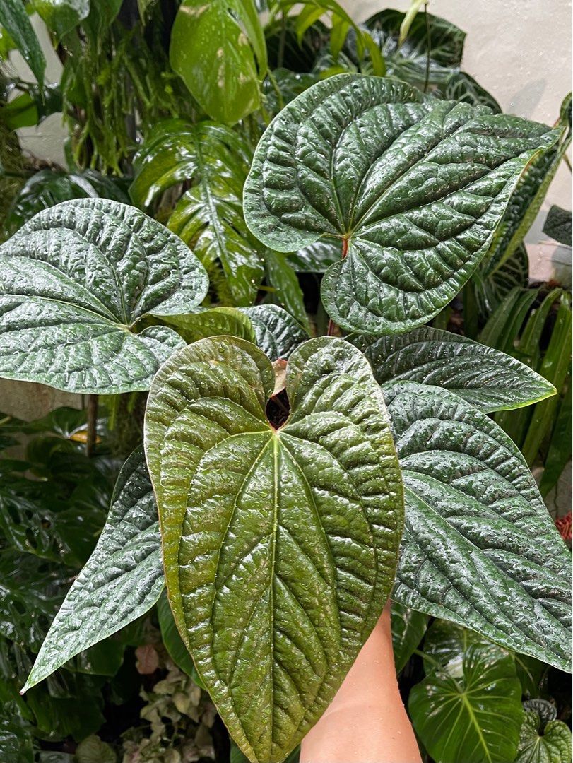 Anthurium Radican Hybrid (Radican x Luxurian), Furniture & Home Living ...