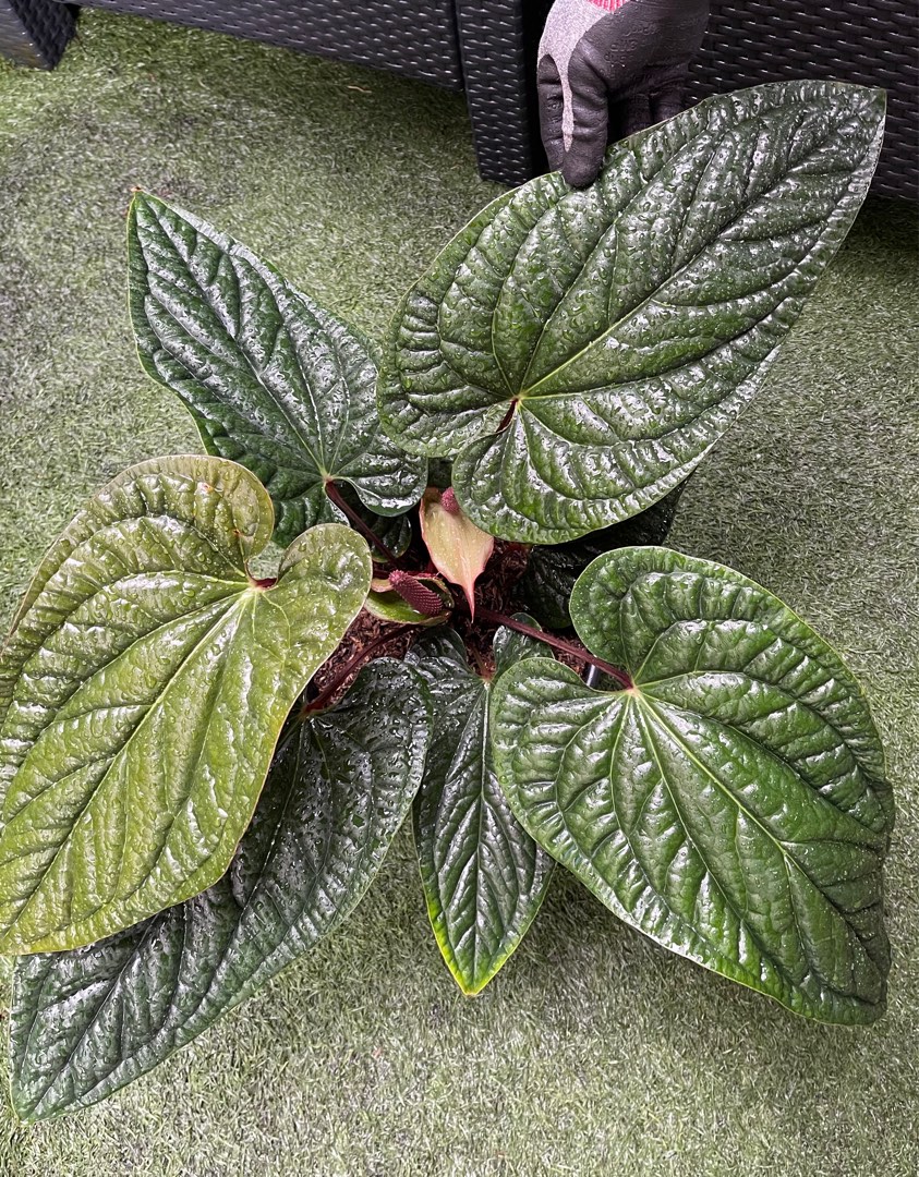 Anthurium Radican Hybrid (Radican x Luxurian), Furniture & Home Living ...