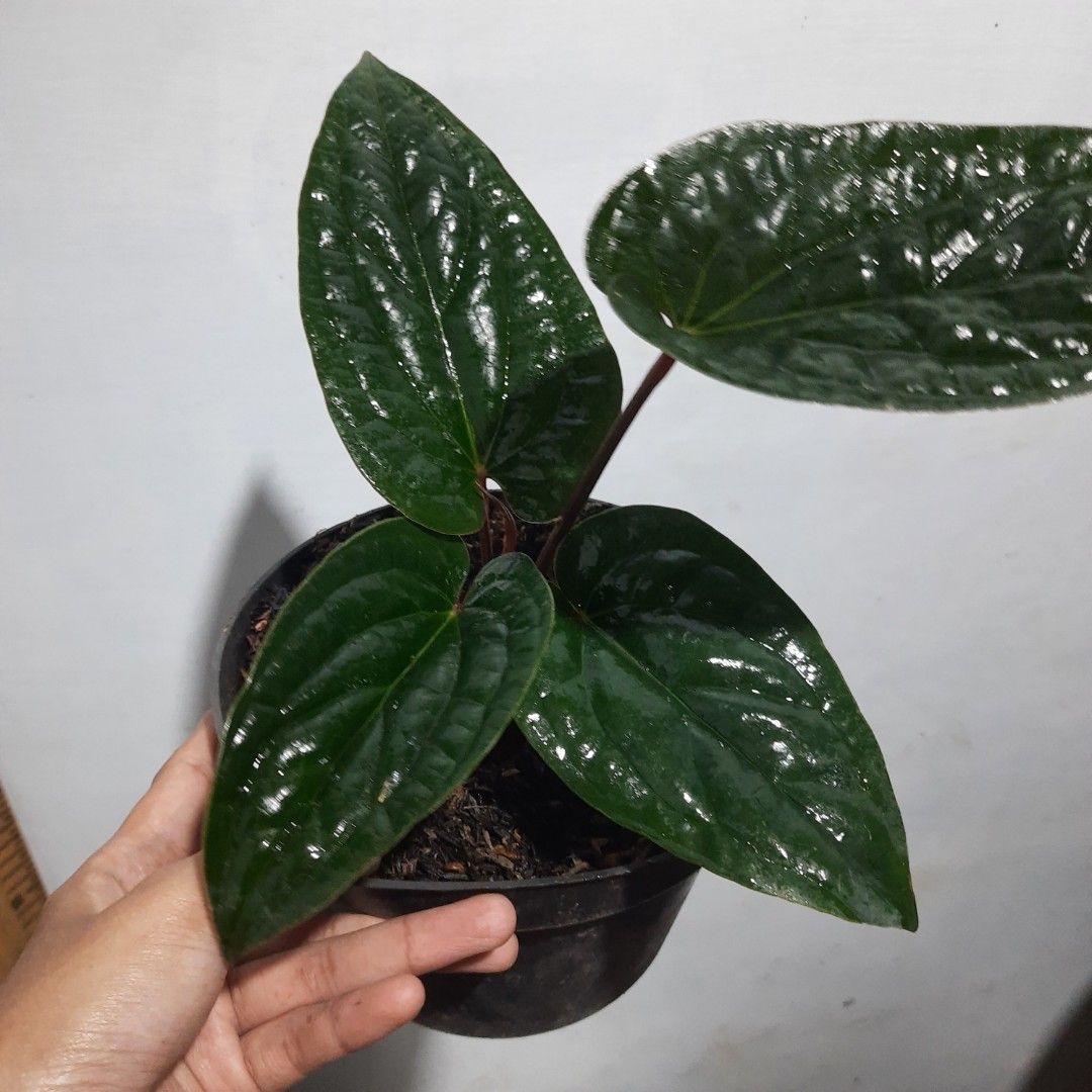 Anthurium Radicans, Furniture & Home Living, Gardening, Plants & Seeds ...