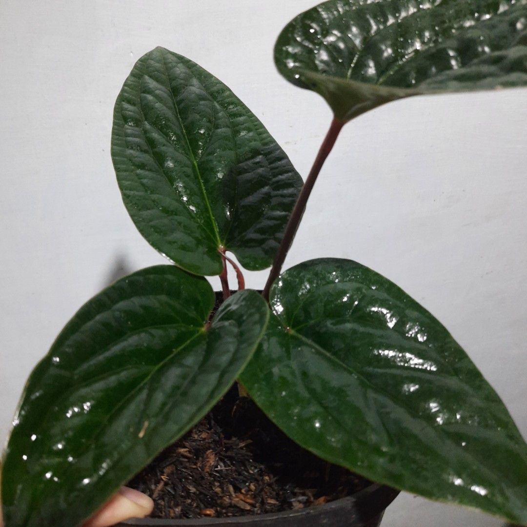 Anthurium Radicans, Furniture & Home Living, Gardening, Plants & Seeds ...
