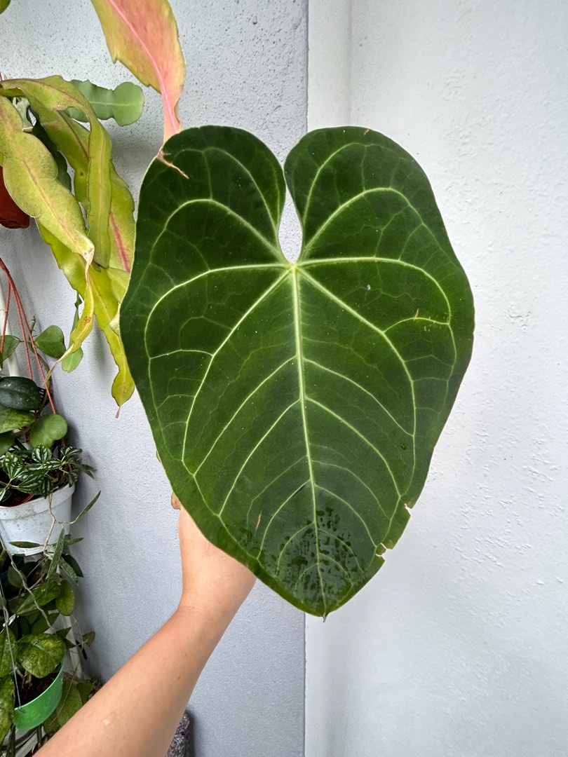 Anthurium regale sunda, Furniture & Home Living, Gardening, Plants ...