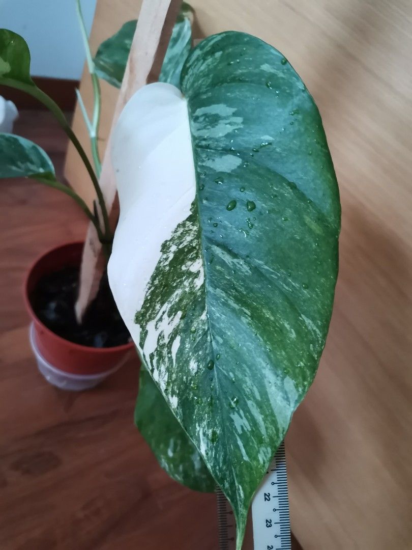 Epipremnum Pinnatum Albo Variegated (Half-moon ), Furniture & Home ...