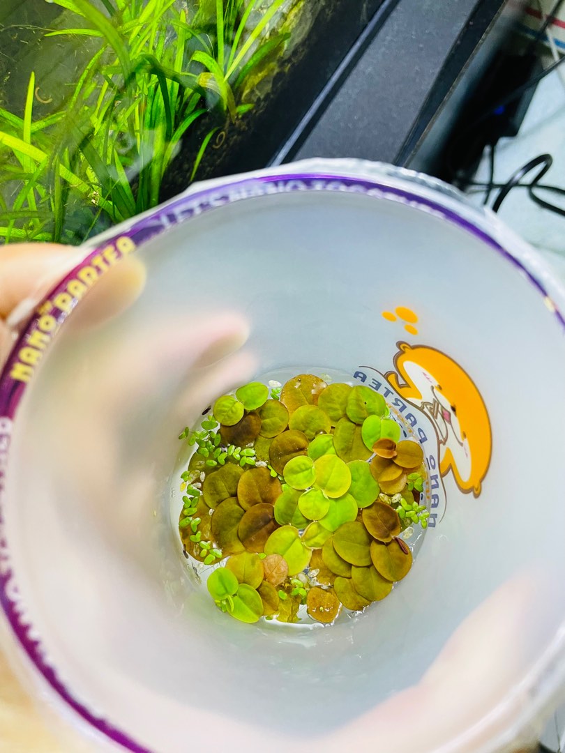 Healthy Red Root Floating Plants!, Furniture & Home Living, Gardening ...