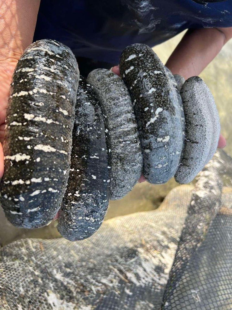 Maldives fresh/dried sea cucumber (imported directly from farm in ...
