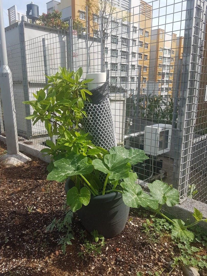 Mini Vertical planting with compost tube., Furniture & Home Living ...