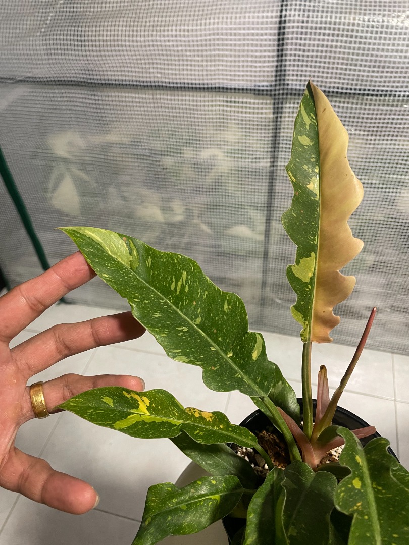 Philodendron Ring of Fire (Halfmoon Genetics), Furniture & Home Living ...