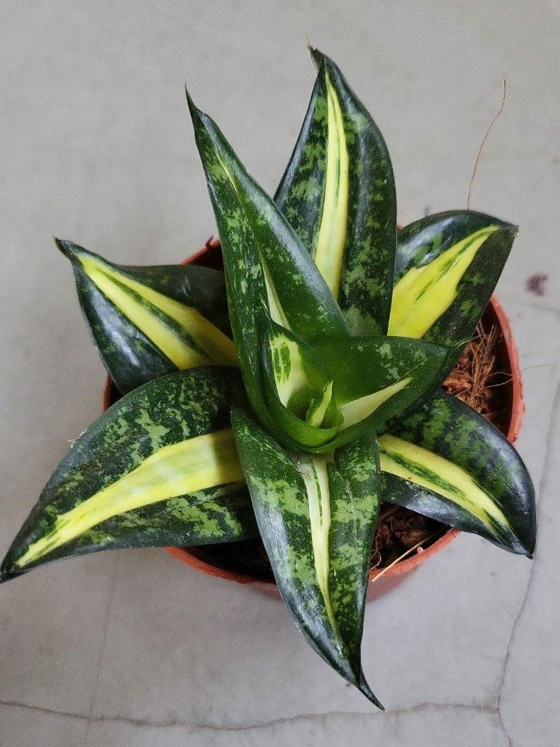 Sansevieria Trifasciata Snake Plant Auera Gold Variegated plant Spiral ...