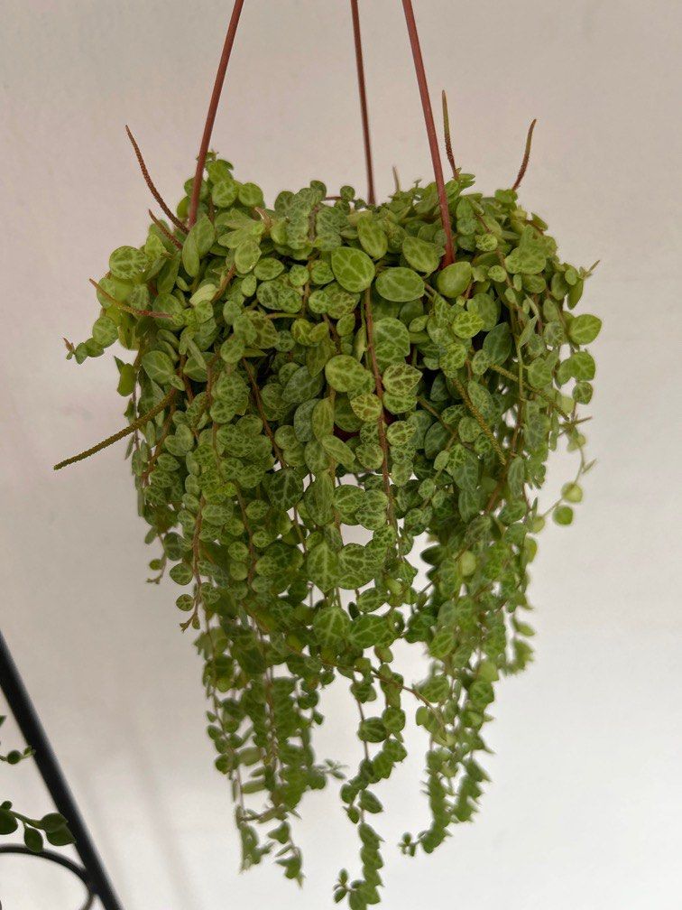 String Of Pearl/String Of Hearts/String Of Turtles. $12 each, Furniture ...