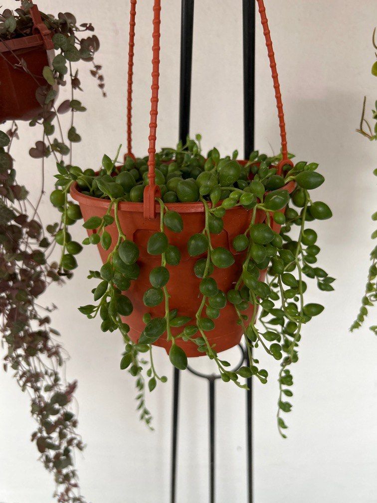 String Of Pearl/String Of Hearts/String Of Turtles. $12 each, Furniture ...