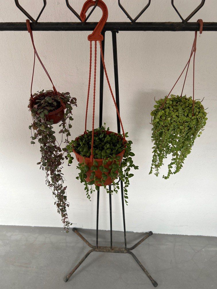 String Of Pearl/String Of Hearts/String Of Turtles. $12 each, Furniture ...