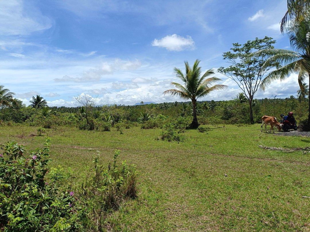 9.9 Hectares of Farmland, Property, For Sale, Lot on Carousell