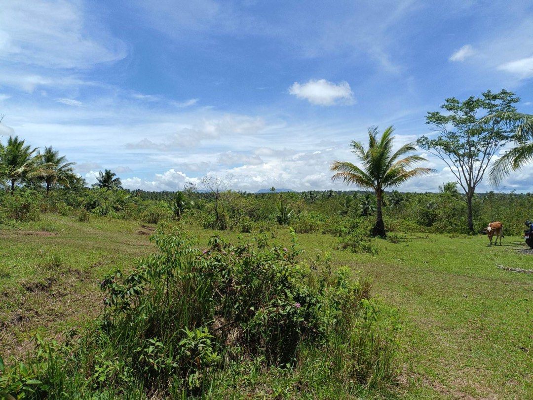 9.9 Hectares of Farmland, Property, For Sale, Lot on Carousell