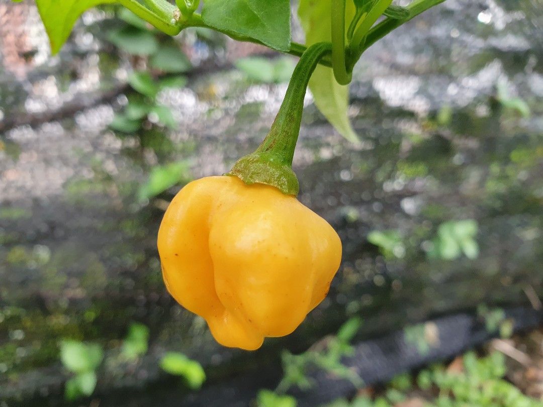 Aji Mango Stumpy (chilli seeds), Furniture & Home Living, Gardening ...