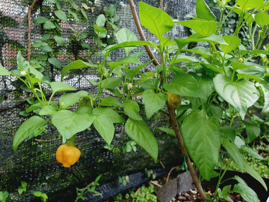 Aji Mango Stumpy (chilli seeds), Furniture & Home Living, Gardening ...