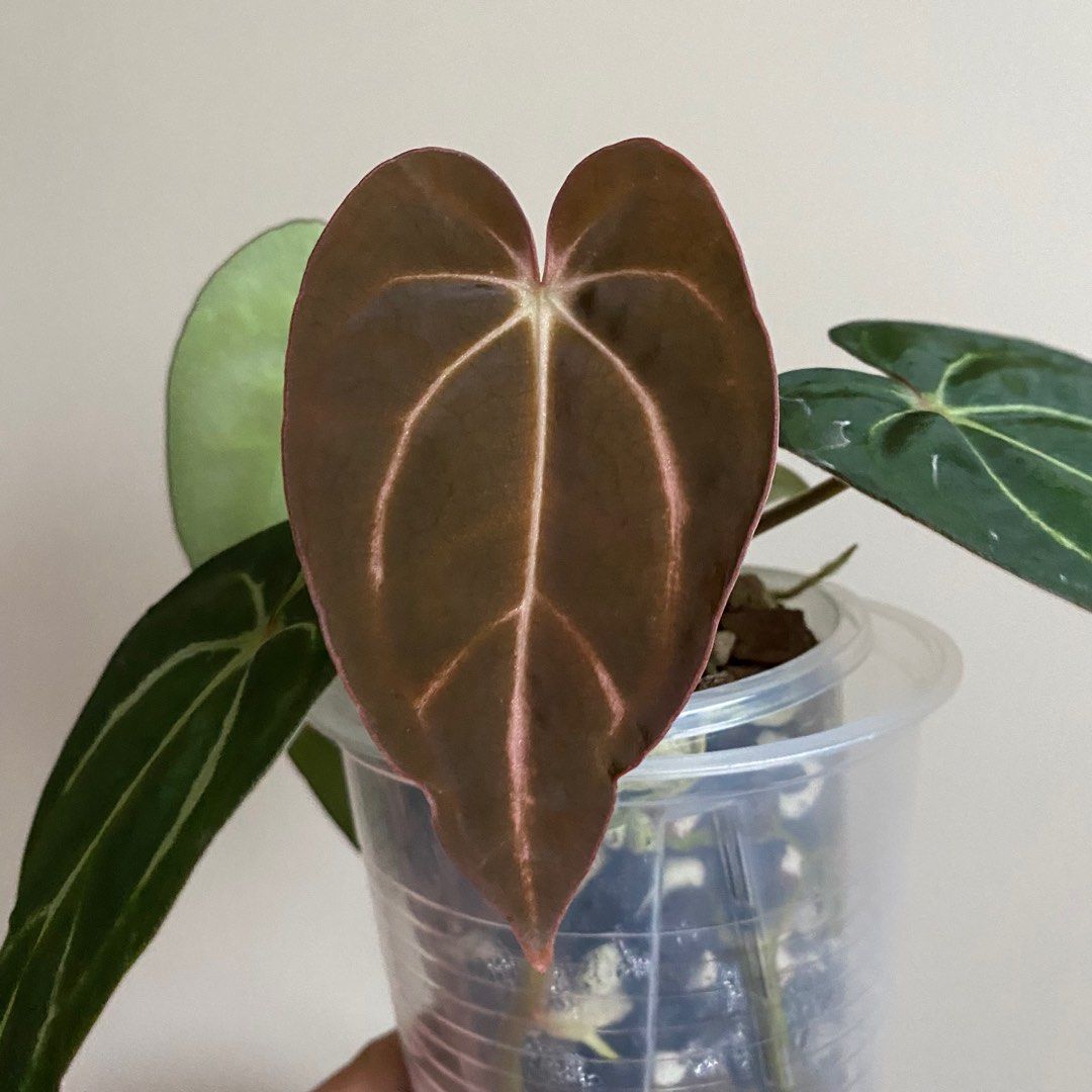 Anthurium Carlablackiae, Furniture & Home Living, Gardening, Plants ...