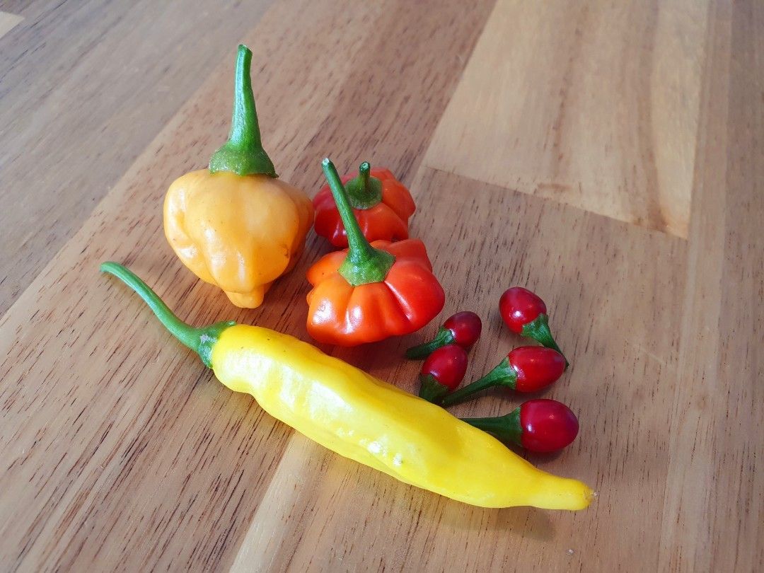 Bird's Eye Baby chilli (10+ seeds), Furniture & Home Living, Gardening ...