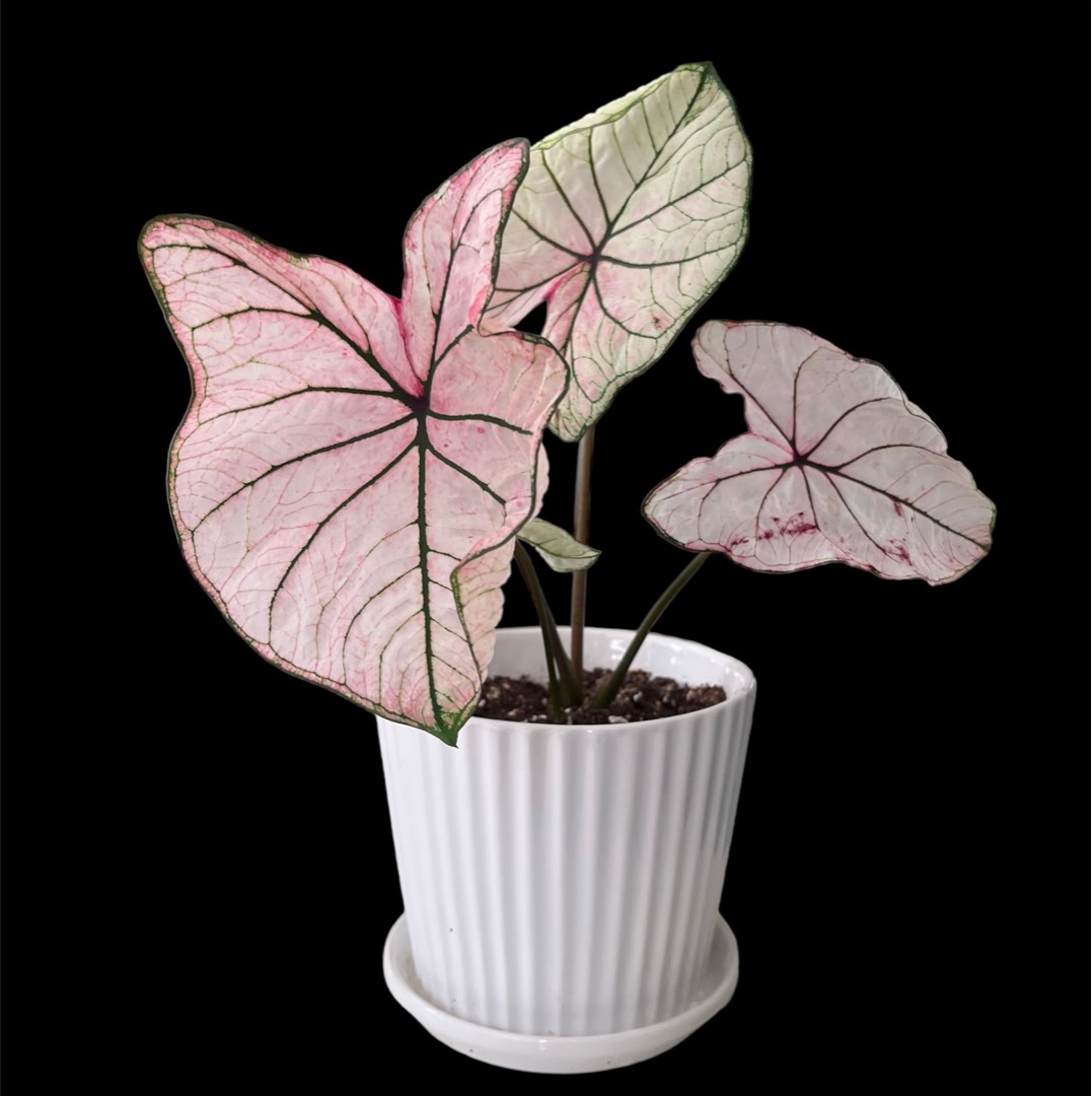 {10% Off Any 2 Plants} White Ceramic Pot with Caladium | Translucent ...