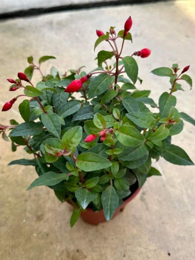 Fuchsia Hybrida (15cm pot), Furniture & Home Living, Gardening, Plants ...
