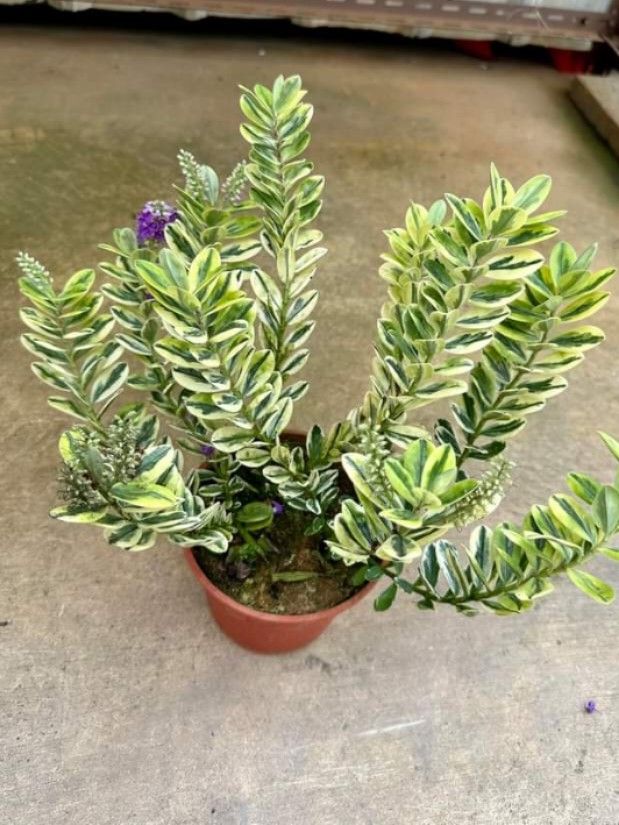 Hebe Variegated (15cm pot), Furniture & Home Living, Gardening, Plants & Seeds on Carousell