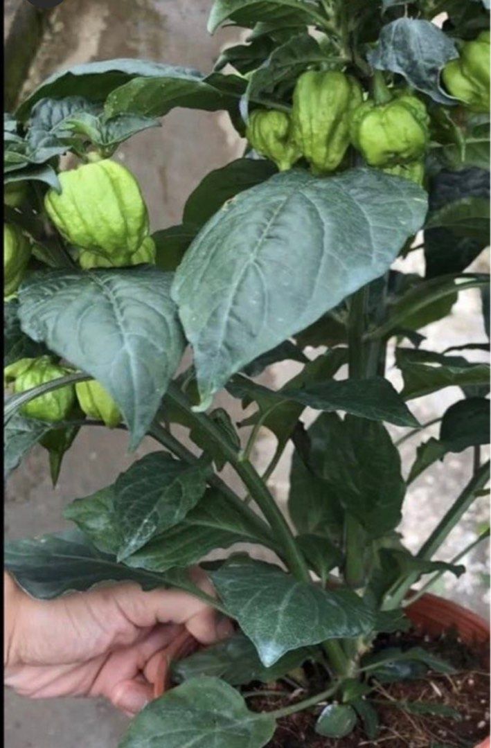 Monster chilli hantu ghost pepper chilli potted organic plant ...