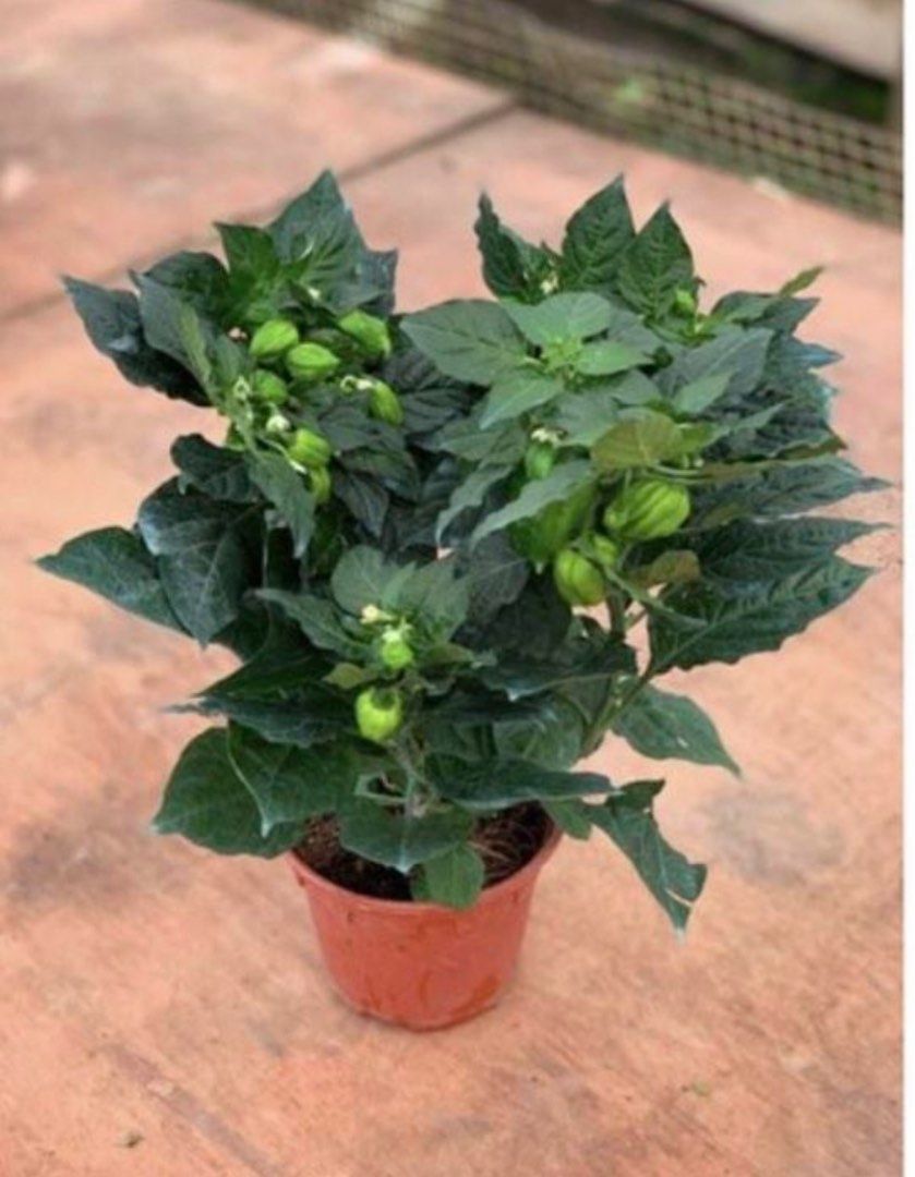 Monster chilli hantu ghost pepper chilli potted organic plant ...
