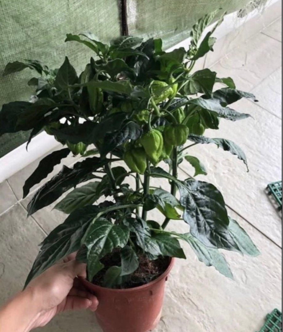 Monster chilli hantu ghost pepper chilli potted organic plant ...