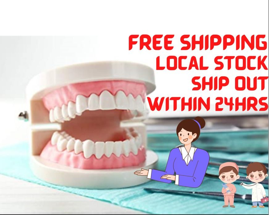 Standard Teeth Model Adult Standard Typodont Demonstration Denture ...