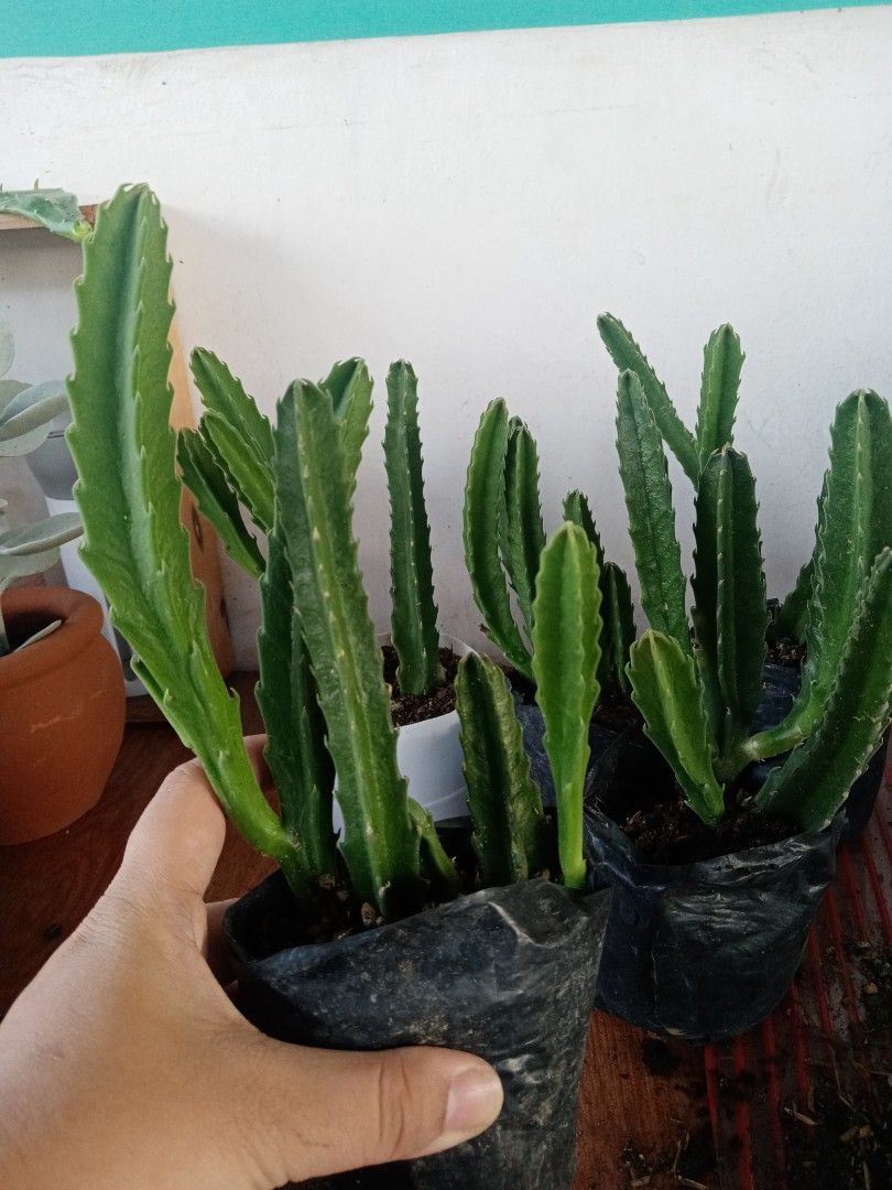 Stapelia gigantea, Furniture & Home Living, Gardening, Plants & Seeds ...