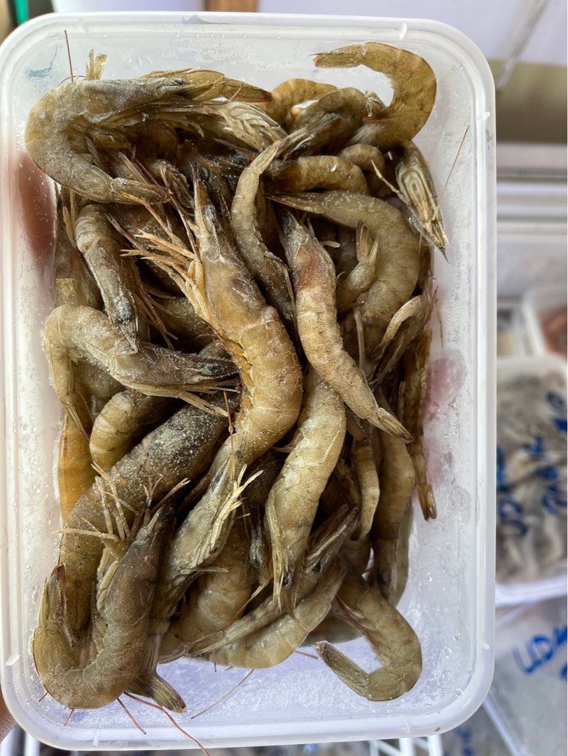 Udang Pasir/ Sand Prawn, Sports Equipment, Fishing on Carousell