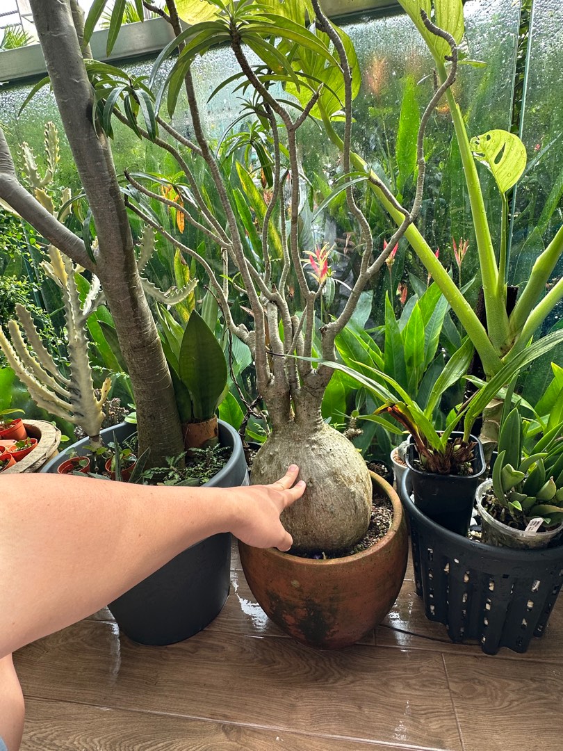 Adenium Nova Tanzania, Furniture & Home Living, Gardening, Plants ...