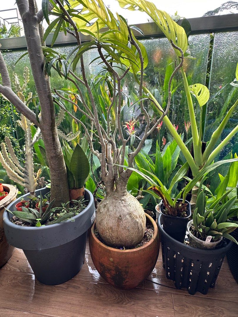 Adenium Nova Tanzania, Furniture & Home Living, Gardening, Plants ...