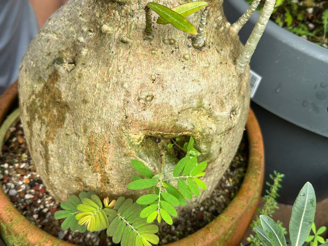 Adenium Nova Tanzania, Furniture & Home Living, Gardening, Plants ...