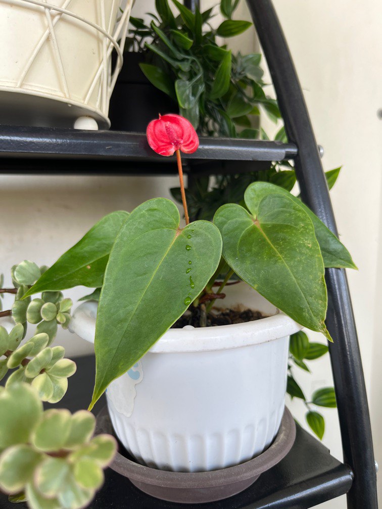 Anthurium plant, Furniture & Home Living, Gardening, Plants & Seeds on ...