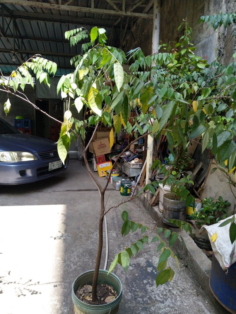 Balingbing tree, Furniture & Home Living, Gardening, Plants & Seeds on ...